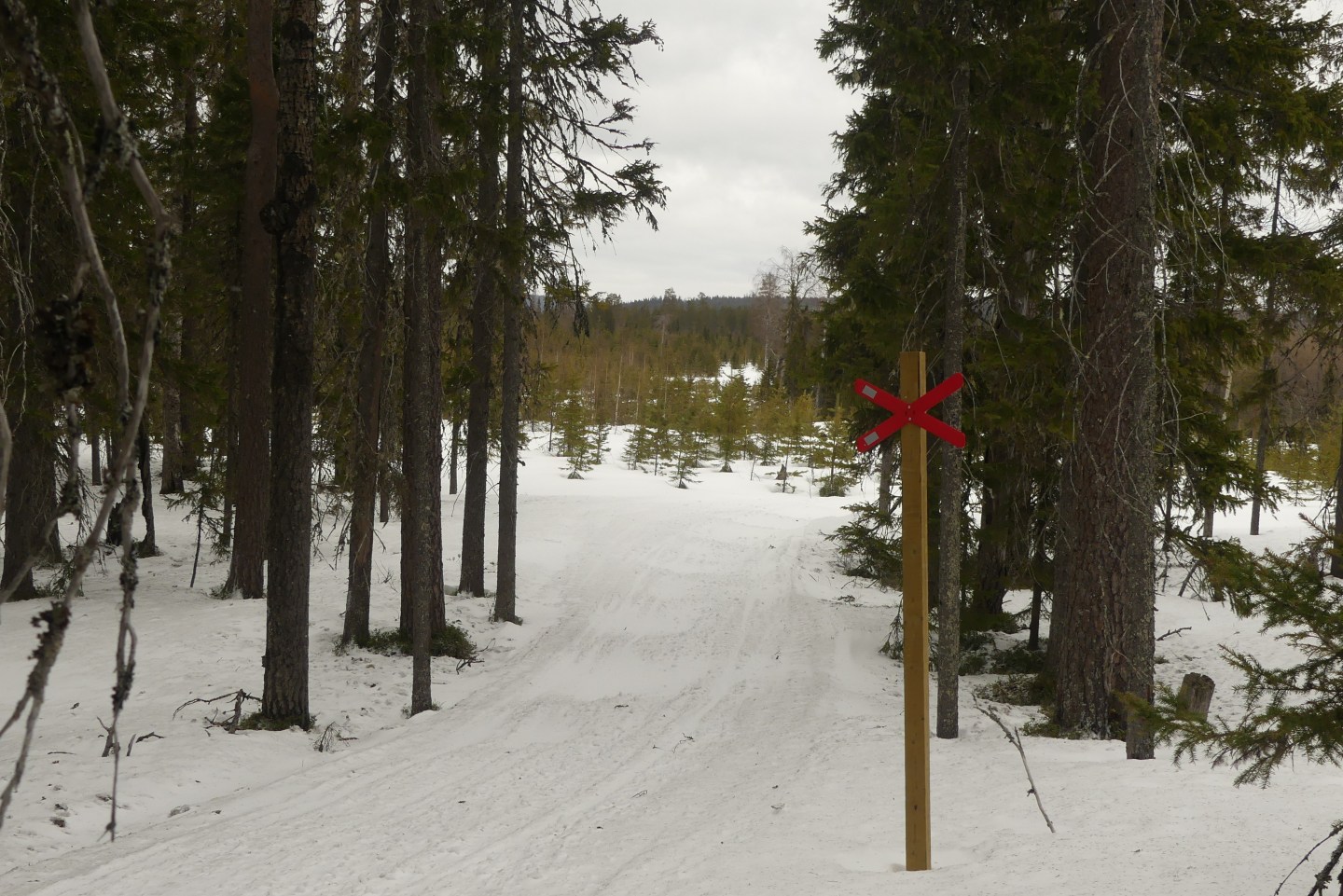 Flying Squirrel – The small gliding ghosts of the forest are in danger ...