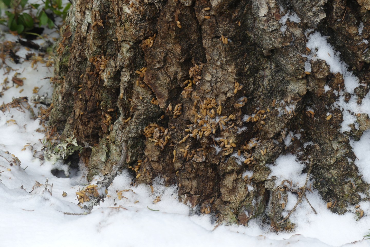 Flying Squirrel – The small gliding ghosts of the forest are in danger ...