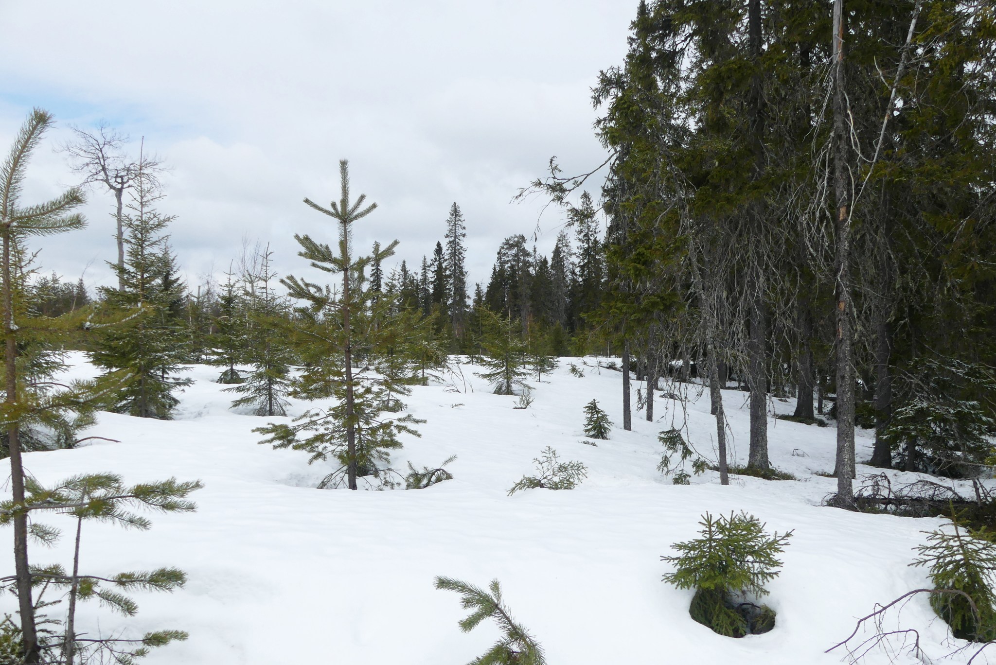 Flying Squirrel – The small gliding ghosts of the forest are in danger ...
