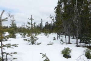 Flying Squirrel – The small gliding ghosts of the forest are in danger ...